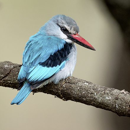 psdaly's Guardians Stats - Destiny Tracker